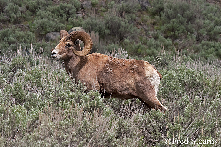 YELLOWSTONE NATIONAL PARK - LAMAR VALLEY - BIG HORN SHEEP - STEARNS ...