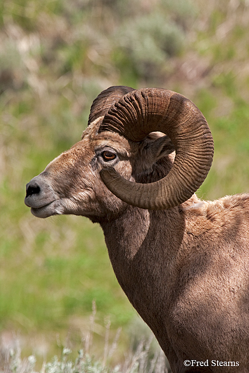 YELLOWSTONE NATIONAL PARK - LAMAR VALLEY - BIG HORN SHEEP - STEARNS ...
