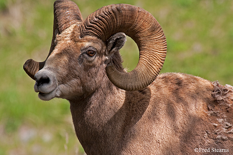 YELLOWSTONE NATIONAL PARK - LAMAR VALLEY - BIG HORN SHEEP - STEARNS ...