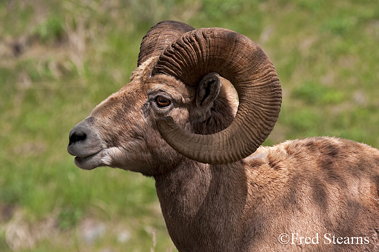 YELLOWSTONE NATIONAL PARK - LAMAR VALLEY - BIG HORN SHEEP - STEARNS ...