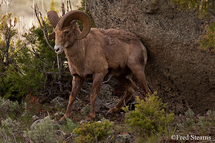 YELLOWSTONE NATIONAL PARK - LAMAR VALLEY - BIG HORN SHEEP - STEARNS ...