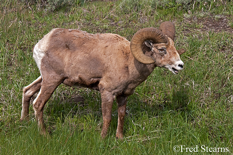 YELLOWSTONE NATIONAL PARK - LAMAR VALLEY - BIG HORN SHEEP - STEARNS ...