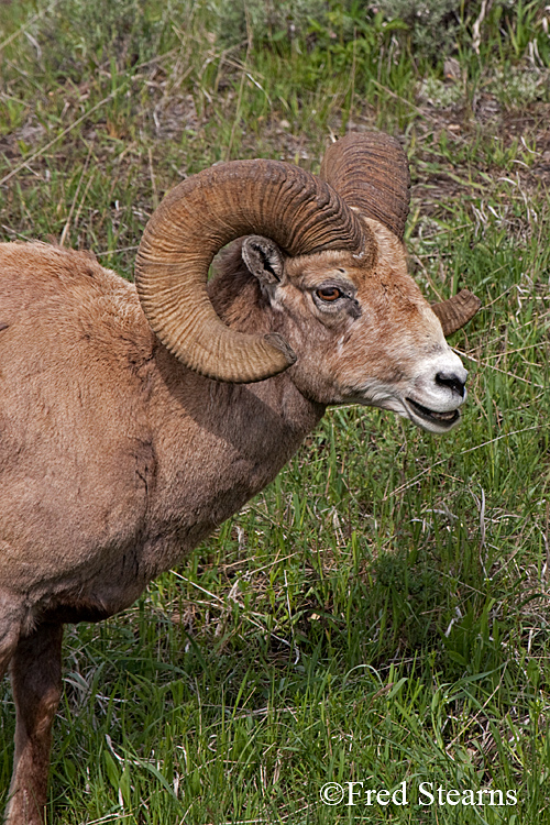 YELLOWSTONE NATIONAL PARK - LAMAR VALLEY - BIG HORN SHEEP - STEARNS ...