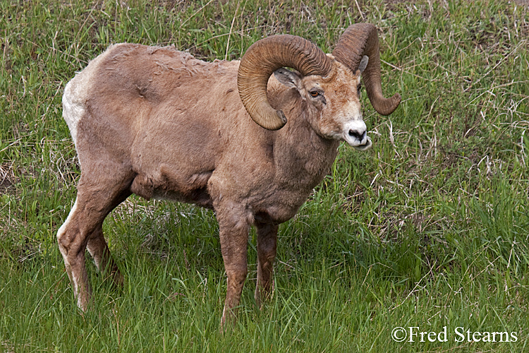 YELLOWSTONE NATIONAL PARK - LAMAR VALLEY - BIG HORN SHEEP - STEARNS ...