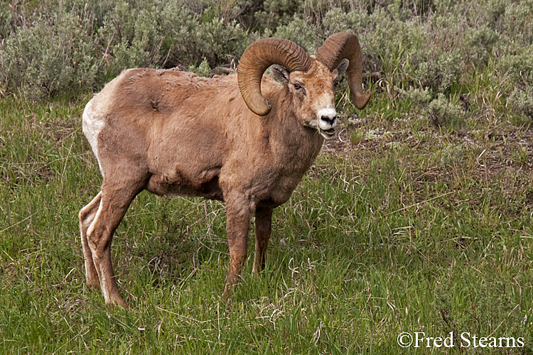 YELLOWSTONE NATIONAL PARK - LAMAR VALLEY - BIG HORN SHEEP - STEARNS ...