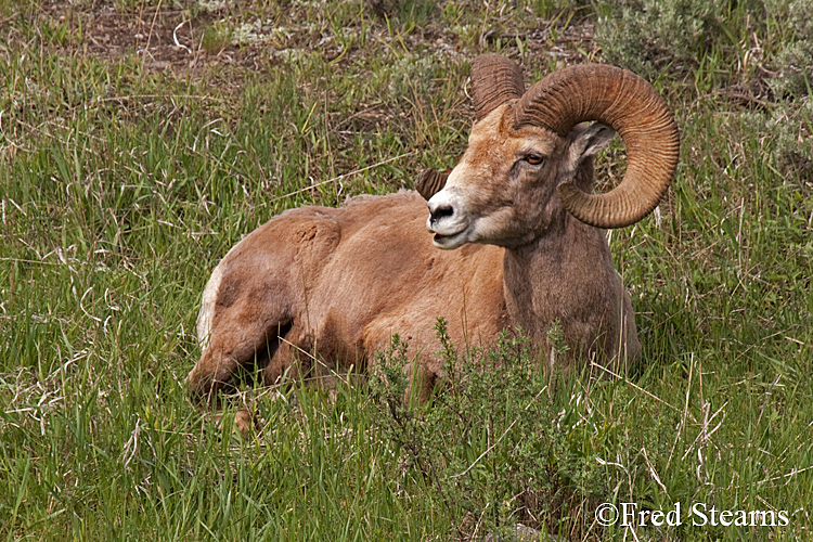 YELLOWSTONE NATIONAL PARK - LAMAR VALLEY - BIG HORN SHEEP - STEARNS ...