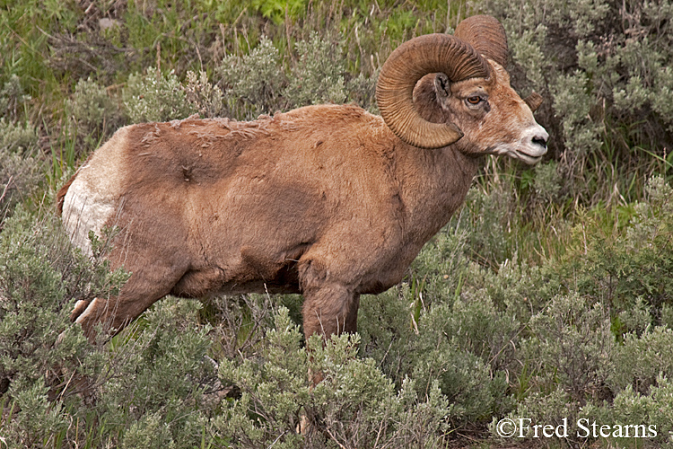 YELLOWSTONE NATIONAL PARK - LAMAR VALLEY - BIG HORN SHEEP - STEARNS ...