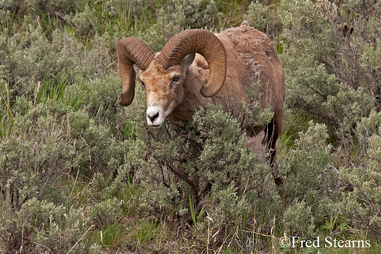 YELLOWSTONE NATIONAL PARK - LAMAR VALLEY - BIG HORN SHEEP - STEARNS ...