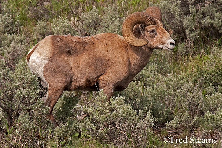 YELLOWSTONE NATIONAL PARK - LAMAR VALLEY - BIG HORN SHEEP - STEARNS ...