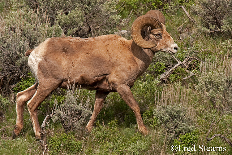 YELLOWSTONE NATIONAL PARK - LAMAR VALLEY - BIG HORN SHEEP - STEARNS ...