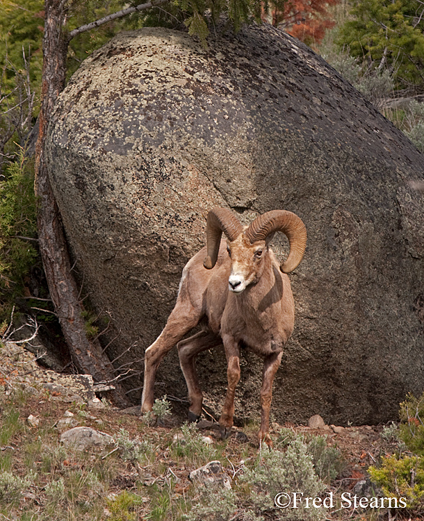 YELLOWSTONE NATIONAL PARK - LAMAR VALLEY - BIG HORN SHEEP - STEARNS ...