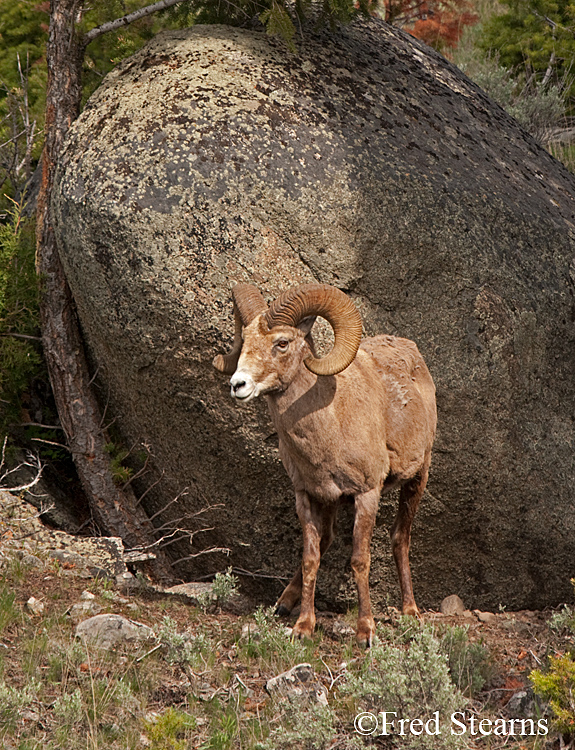YELLOWSTONE NATIONAL PARK - LAMAR VALLEY - BIG HORN SHEEP - STEARNS ...